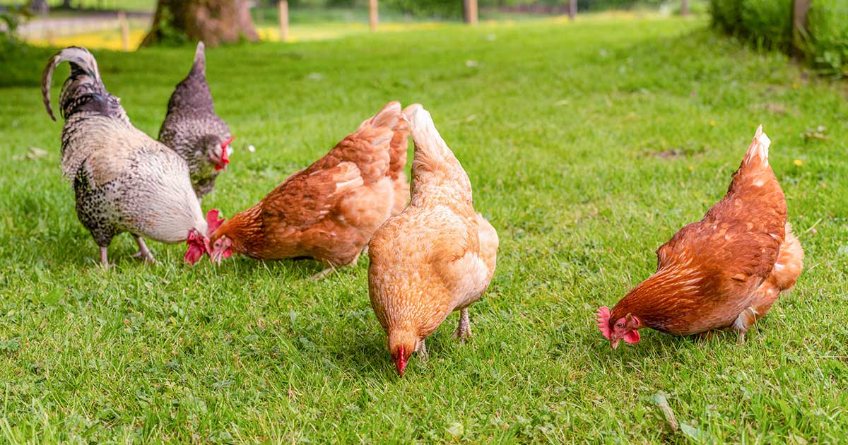 Understanding Egg Labels – True Cellular Formulas®